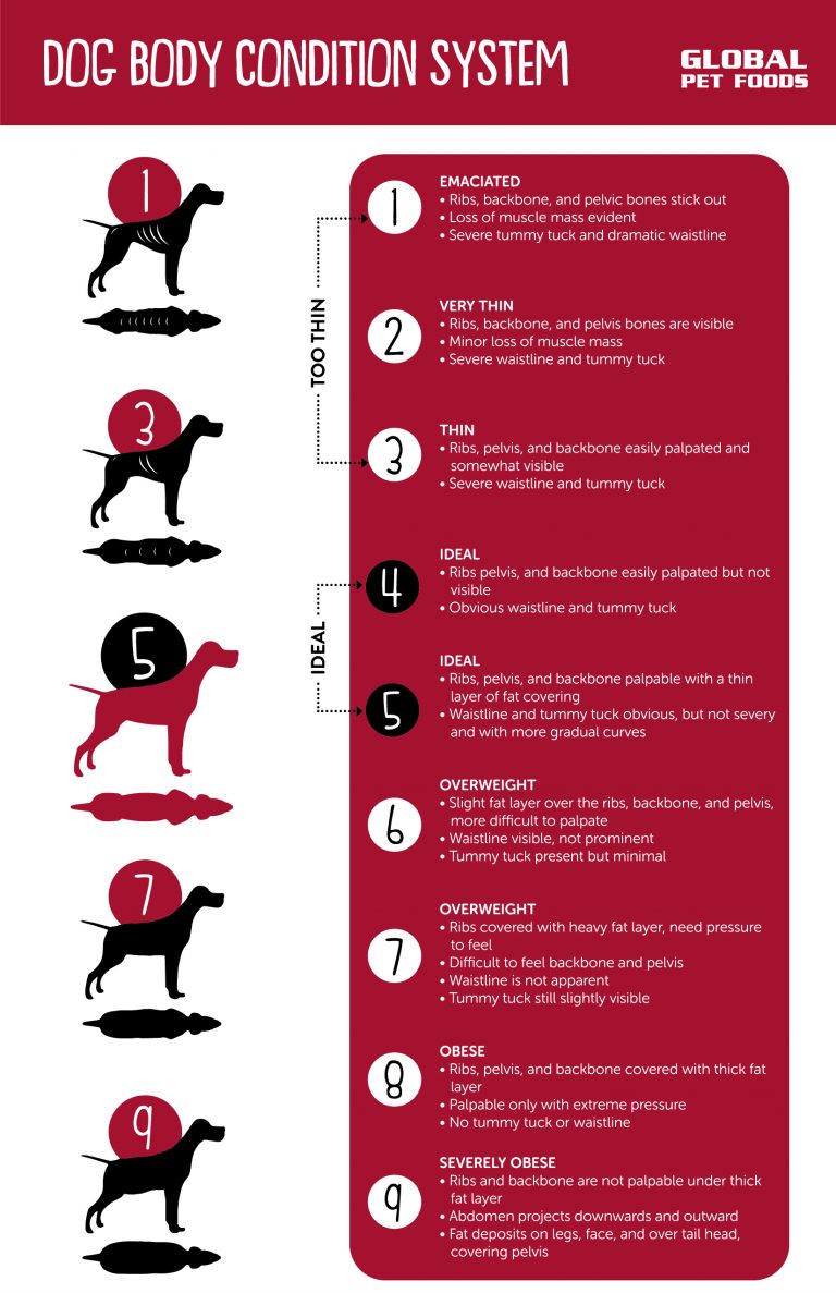 Global Pet Foods » The Importance of Body Condition Scoring