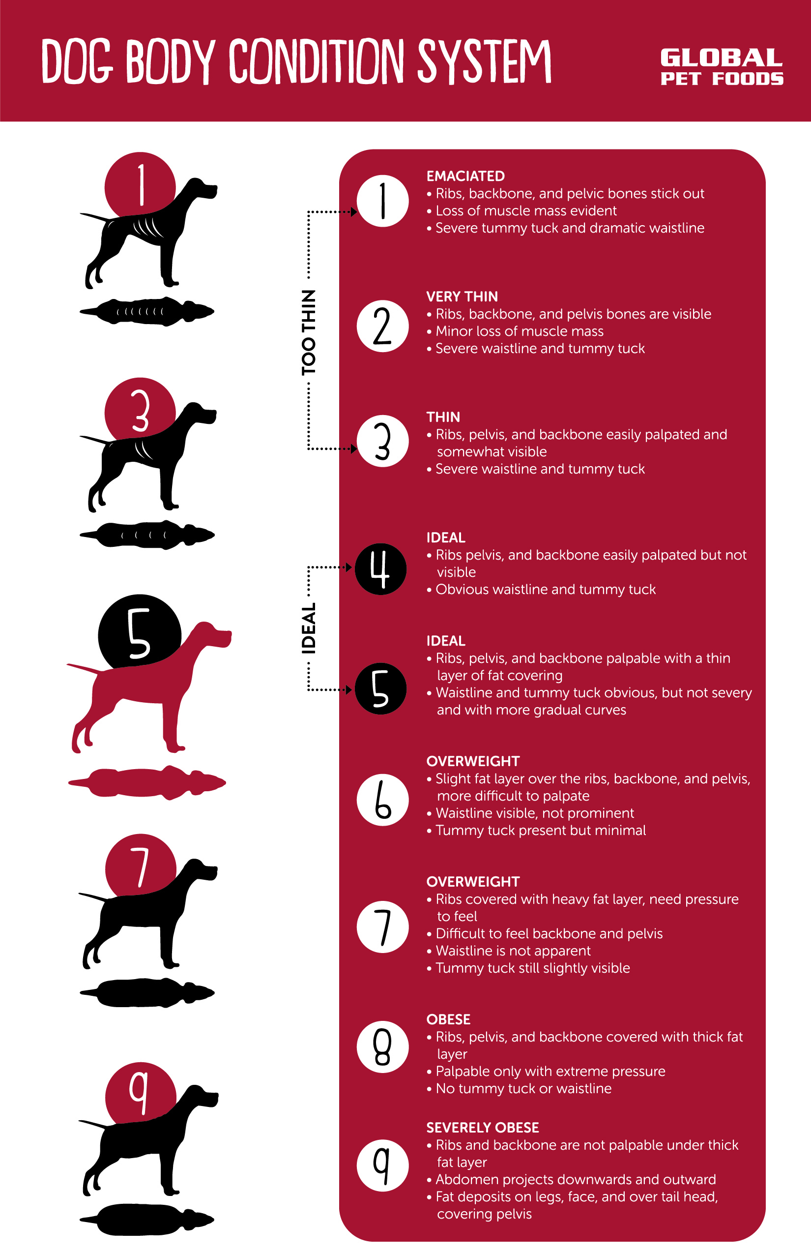 Global Pet Foods » The Importance of Body Condition Scoring